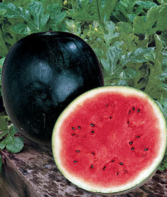 PS 100 Sugar Baby Watermelon Citrullus Lanatus Sweet Red Fruit Melon ...