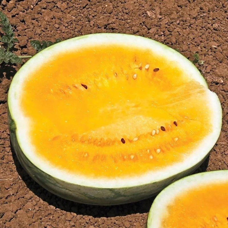 KKG 25 Mountain Sweet Watermelon Seeds Heirloom Organic Non-Gmo Easy ...