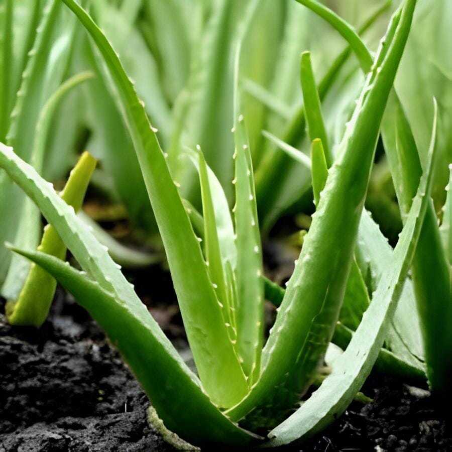4 Seeds Aloe Vera - Seeds & Bulbs