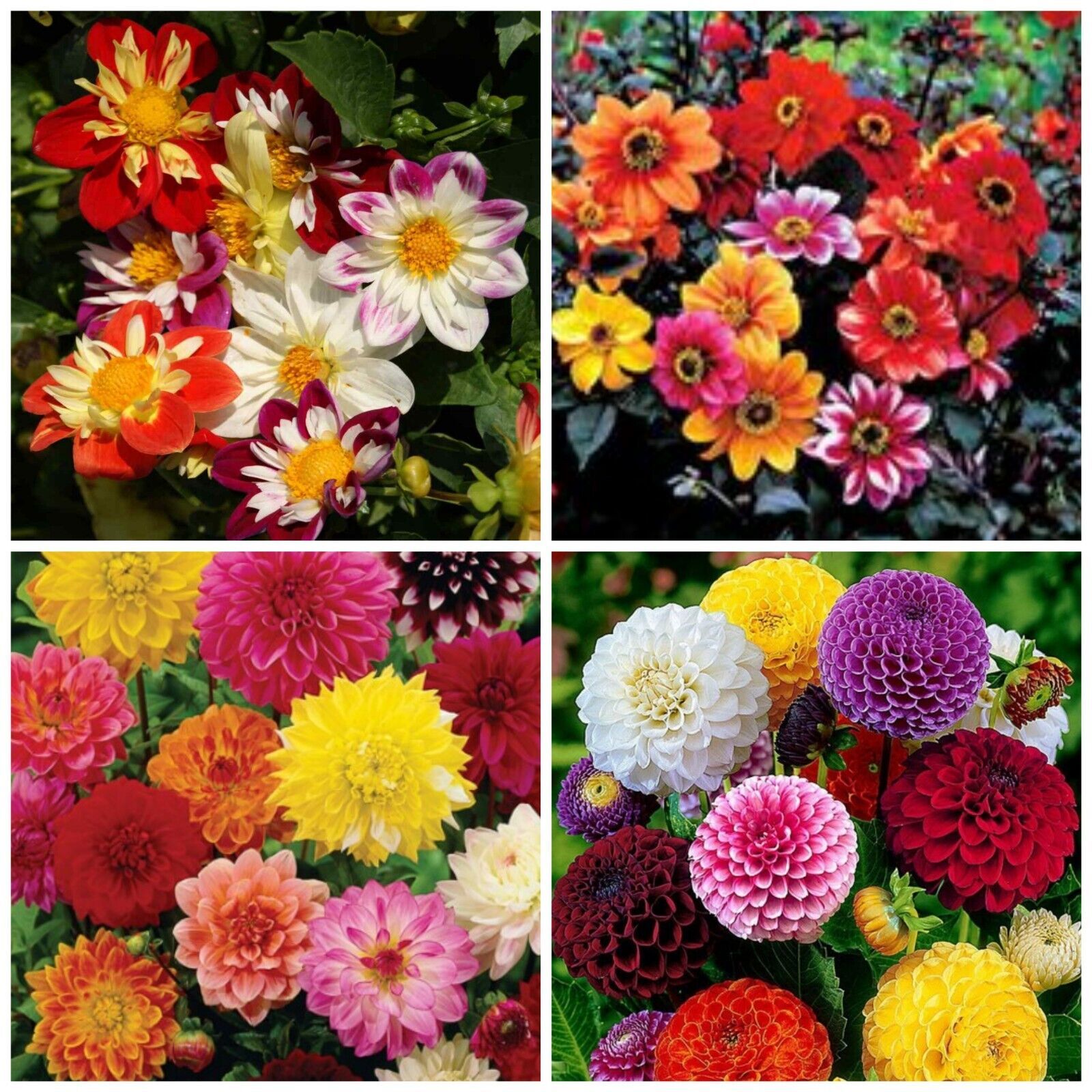 Dahlia Variety Dandy Improved Bishops Child Showtime Showpiece Pompon ...