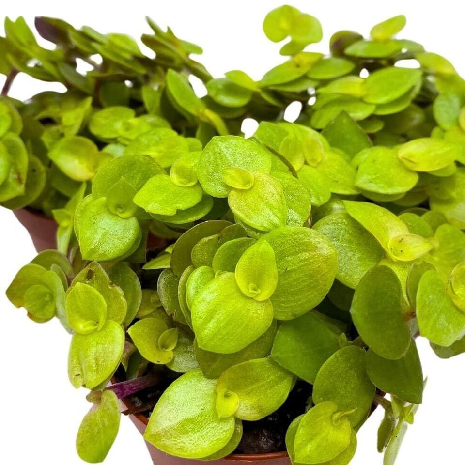 Callisia repens Gold 2 inch Set of 3 Miniature Wandering Dude Golden ...