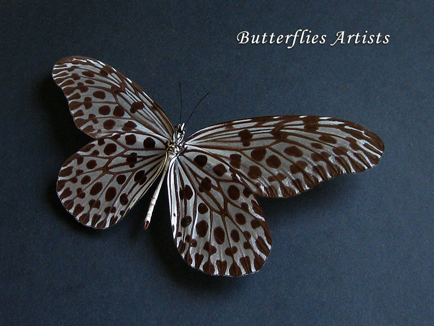 Giant Silver Tree Nymph Idea Lynceus XL Butterfly Framed Entomology ...