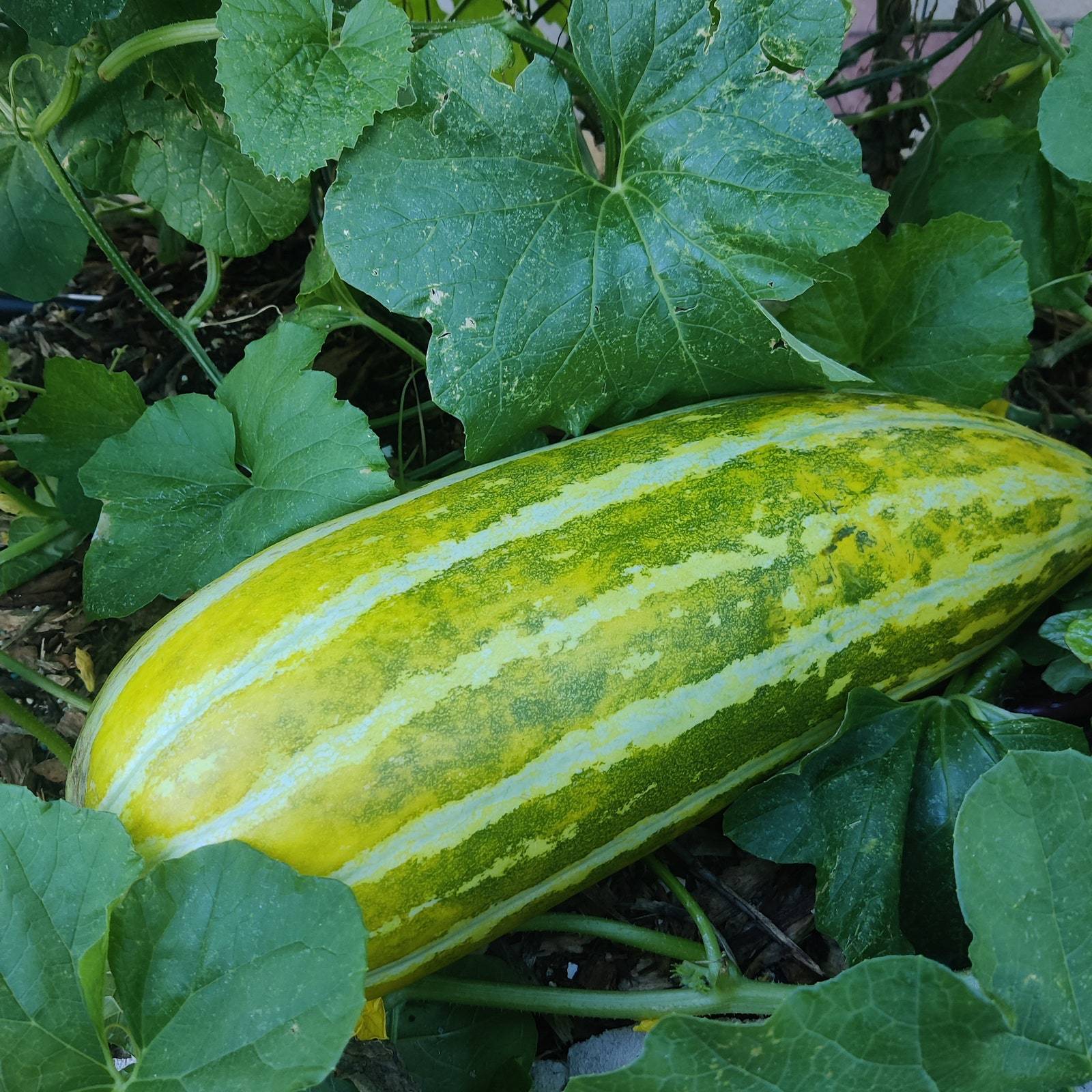 Asian Muskmelon Fruit Seeds Dua Gang Seeds Dua Bo Dua Gang Trai Dai ...