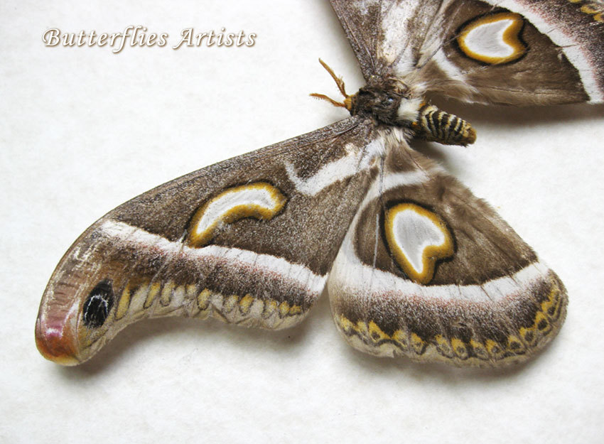 Marvelous Silk Moth Epiphora Rectifascia Rare Saturn Framed Entomology ...