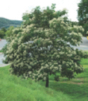 Bee Bee Tree (Tetradium daniellii) 4“ pot size - Home & Garden