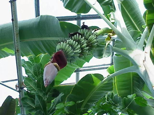 Musa 'Gran Nain' - Banana Tree Live Plant Best - Other Plants, Seeds ...