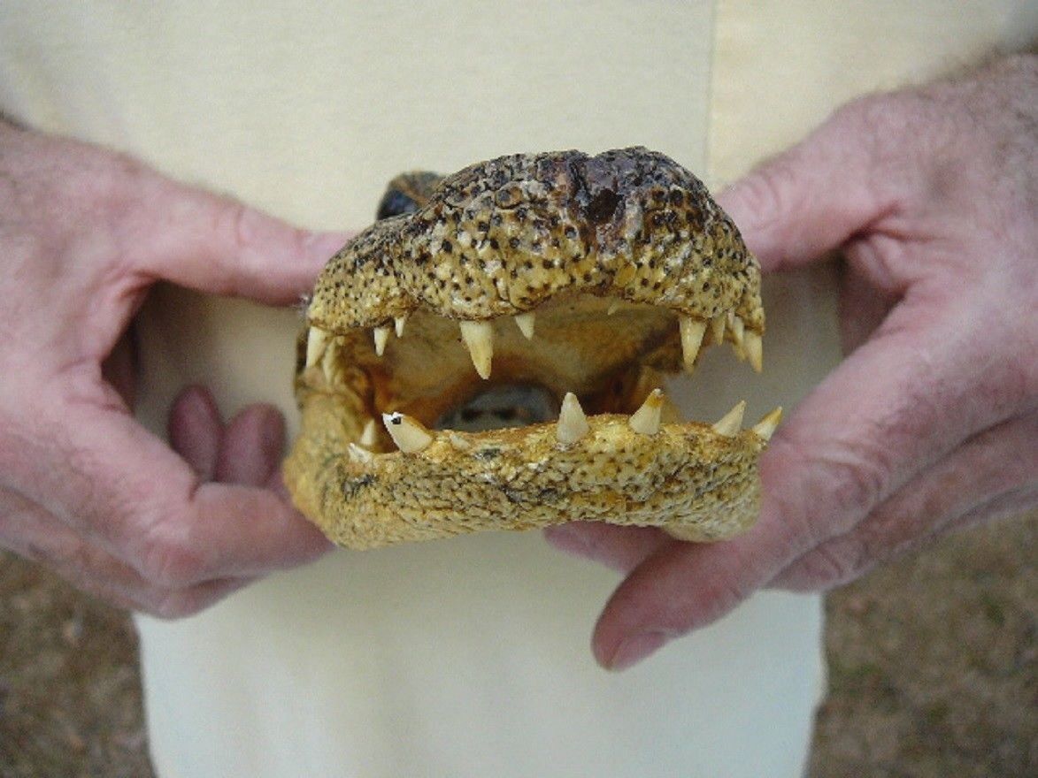 (G-Def-104) 6-1/8" Deformed Gator ALLIGATOR Aligator HEAD teeth ...