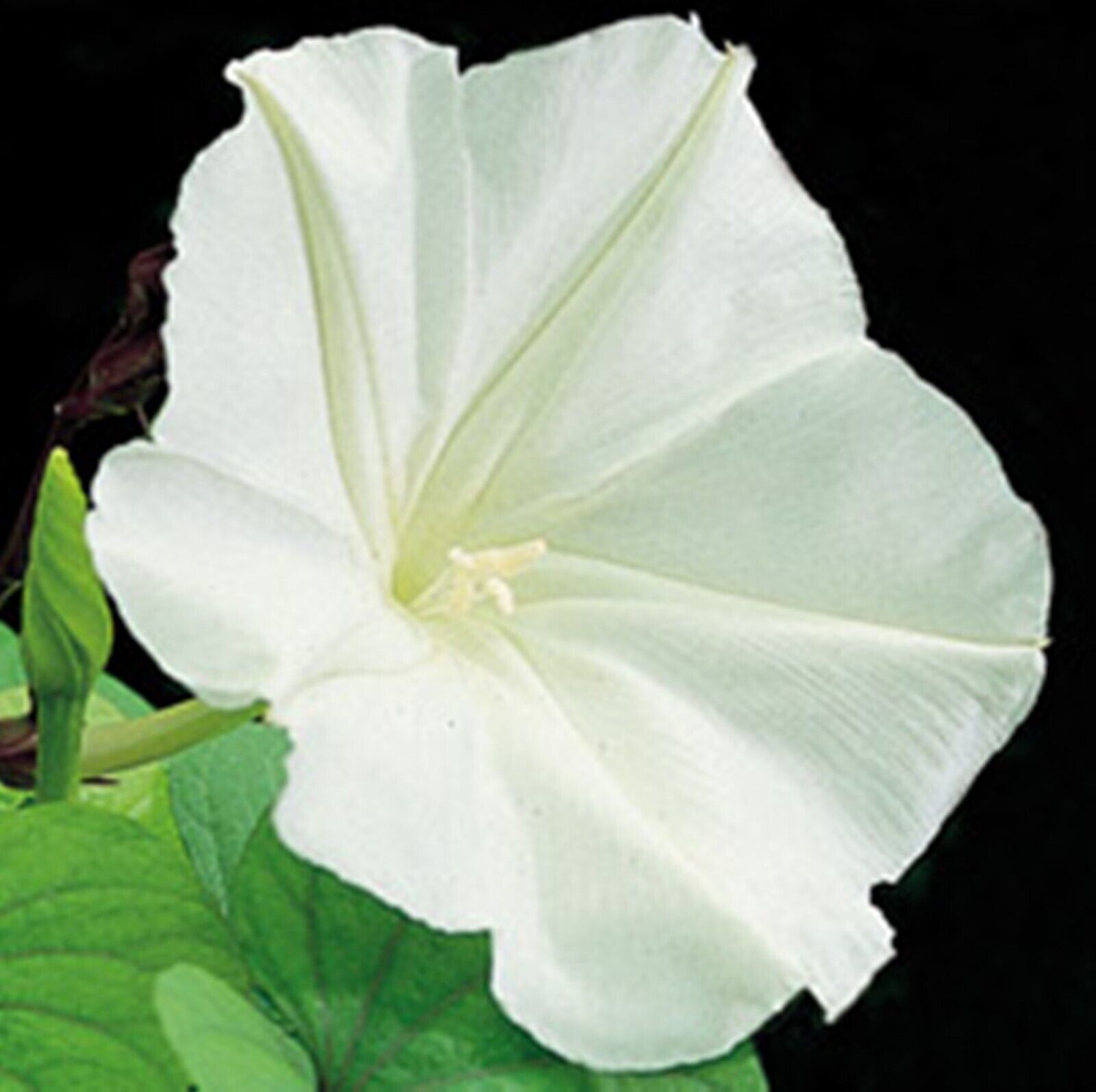 Moonflower Flower Vine * Seeds - Night Bloomer!! - Reseeds - Ipomea ...
