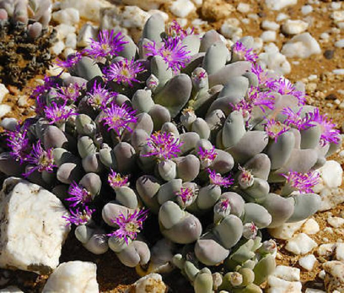 FMG Gibbaeum Pubescens Mesembs Living Stones Cacti Ice Plant Seed 100 ...