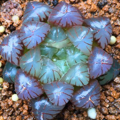 Haworthia Obtusa Crystal Light Blue Transparent Succulent Bonsai Plants ...