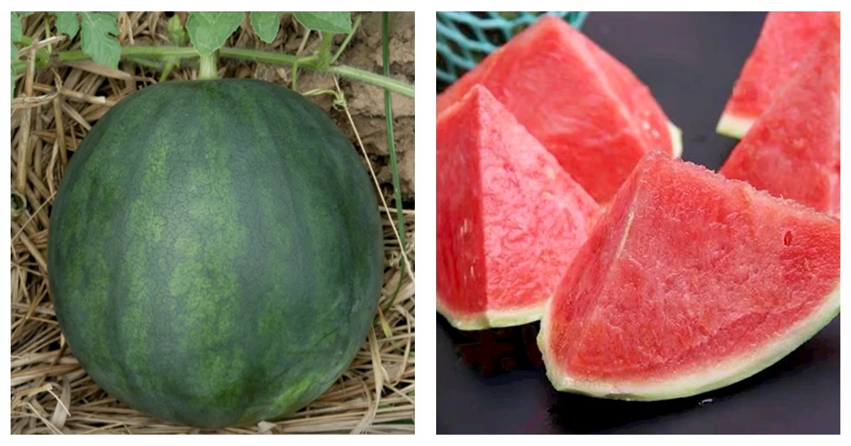 10 Bags (50 Seeds / Bag) of 'Seedless Kylin' Series Seedless Watermelon ...