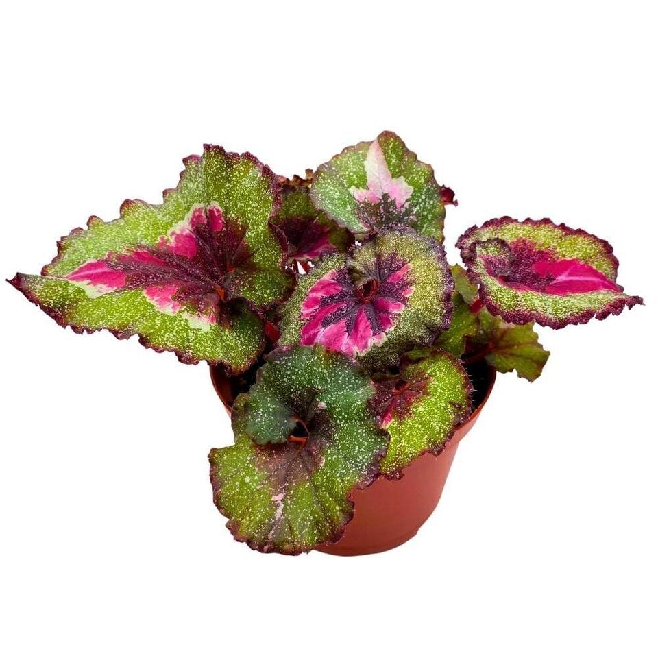 Harmony's True Love, 4 inch, Begonia rex Green Pink and White Splash ...