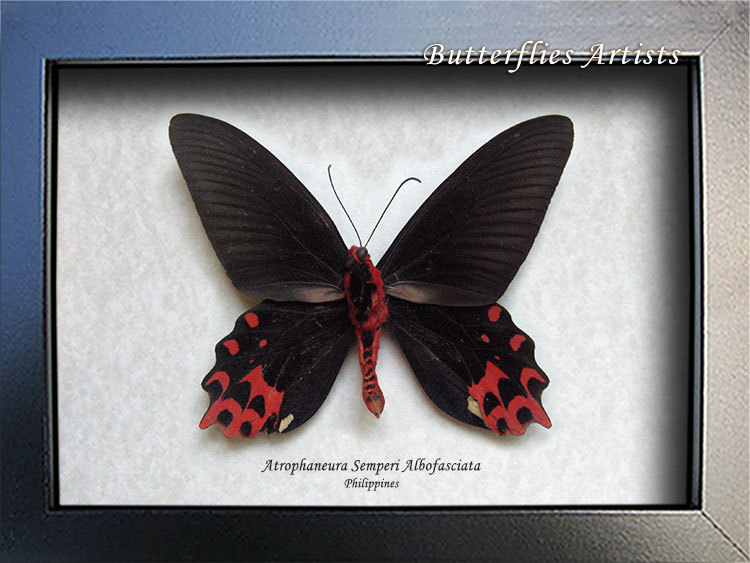 Atrophaneura Semperi Real Vampire Butterfly Entomology Collectible ...