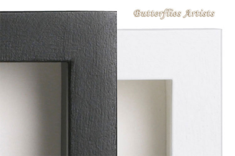 Real Butterfly Ptychandra Leucogyne RARE Framed Entomology Collectible ...
