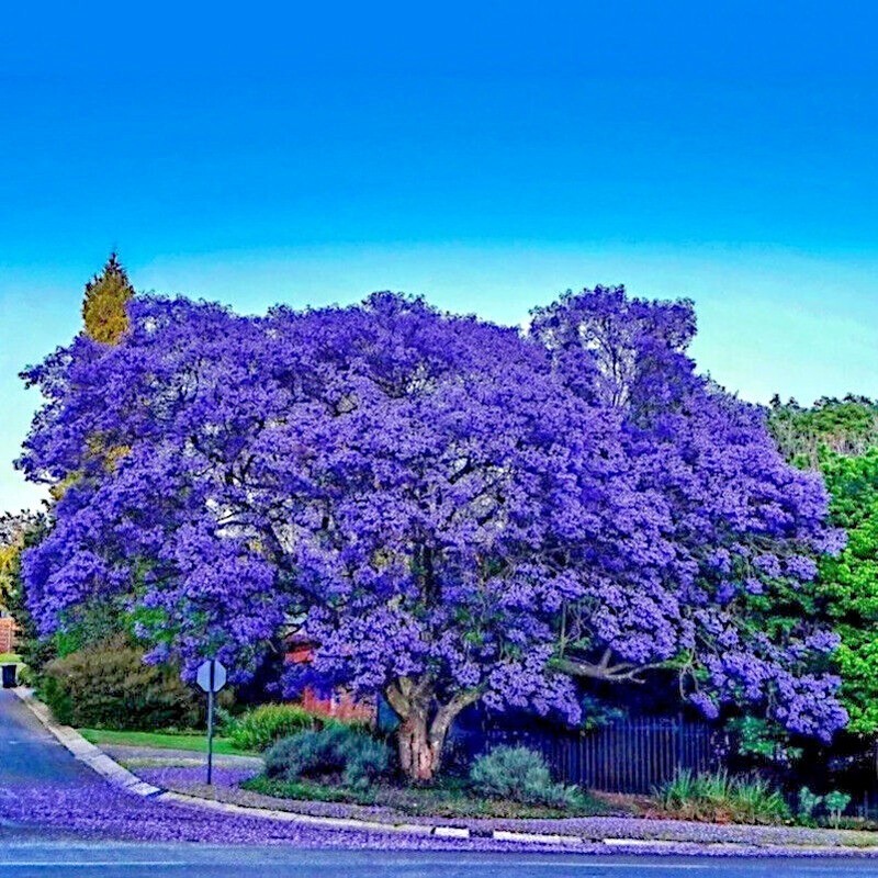 KKG 20 Jacaranda Fern Tree Seeds Mimosifolia Acutifolia Tropical Blue ...