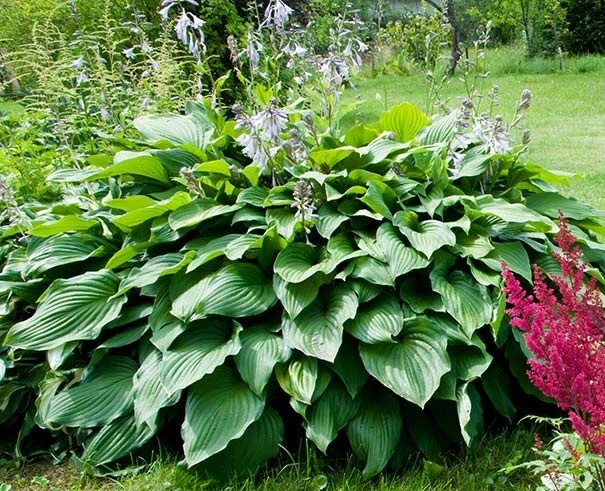 1 -ROYAL STANDARD HOSTA Bare Root Perennial Plant * THRIVES in SHADY ...