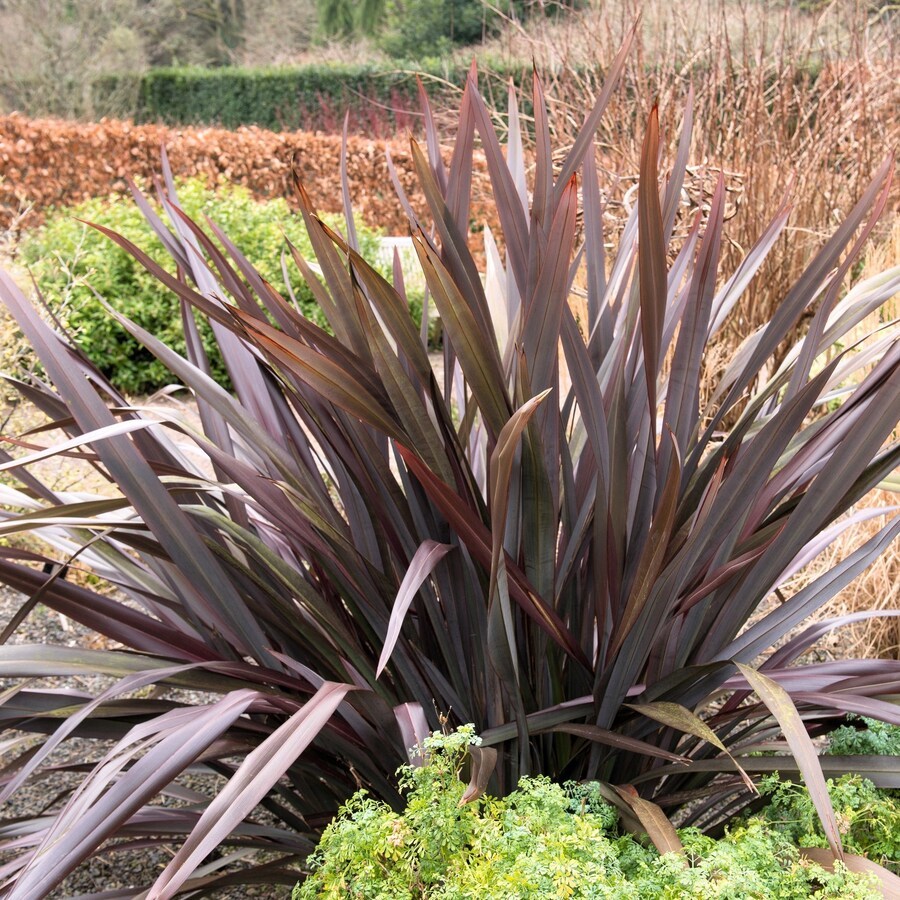 10 Purple New Zealand Flax Phormium Tenax Purpureum Ornamental Grass ...