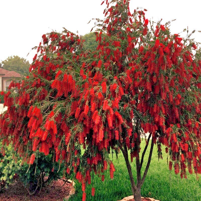 50 Weeping Bottlebrush Flower Tree Seeds Garden Plant (Callistemon ...