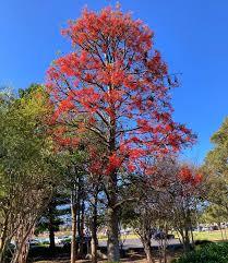 Exotic Red Flame Tree Bonsai | Delonix regia – 5 Seeds - Seeds & Bulbs
