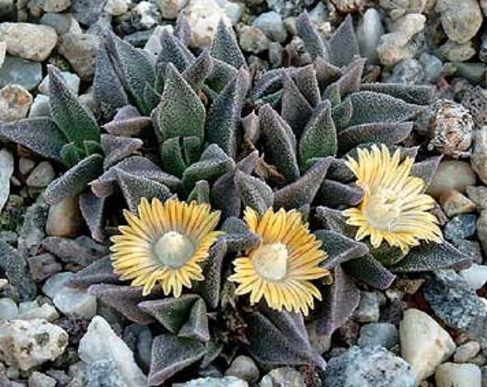 Nananthus Aloides Living Stone Cacti Mesembs Rock Plant Ice 50 Seeds ...