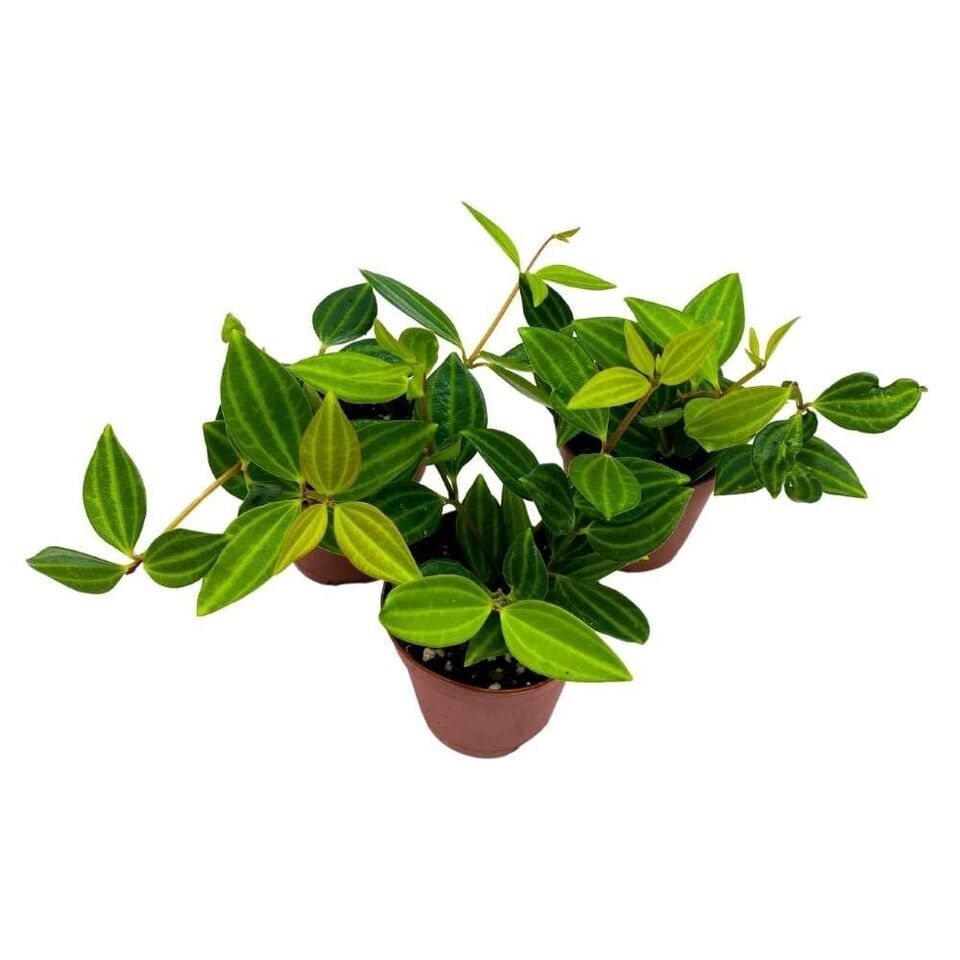 Peperomia Stilt puteolata tetragona Parallel, 2 inch Set of 3, Tiny ...