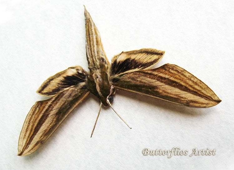 Taro Hornworm Theretra Oldenlandiae Real Moth Entomology Collectible ...