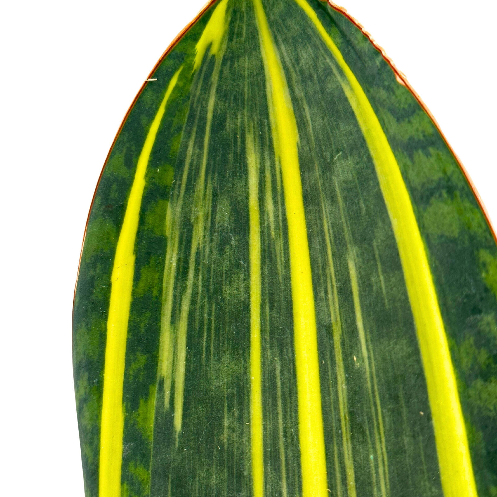 Variegated Whale Fin Snake plant, 6 inch, Sansevieria Masoniana ...