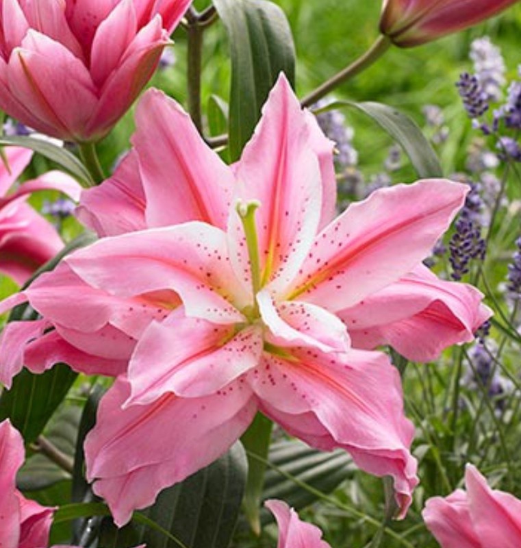 Rose Lily Flower Bulbs Roselily 2 Viola Double Bulb Mix Pink White ...