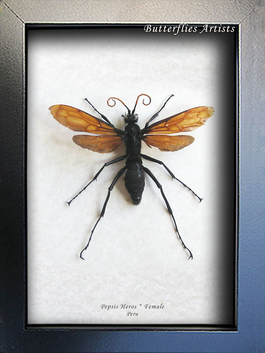 Pepsis Heros Giant Tarantula Hawk Wasp Real Framed Entomology Shadowbox ...