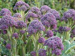 English Purple Sprouting Broccoli Early Brassica Oleracea 50 PCS Seeds ...