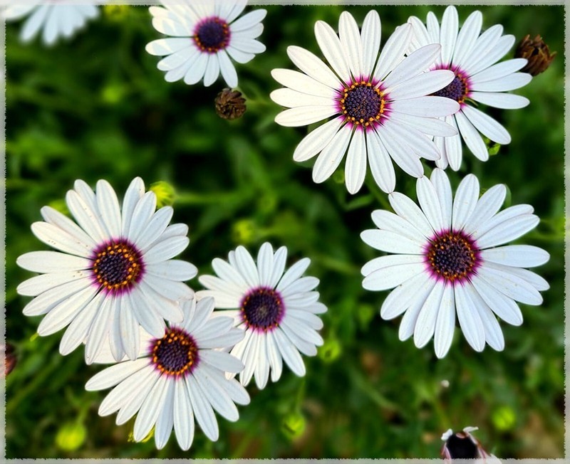 SRN White Cape Daisy Seeds Trailing African Daisy Blue-Eyed Daisy ...