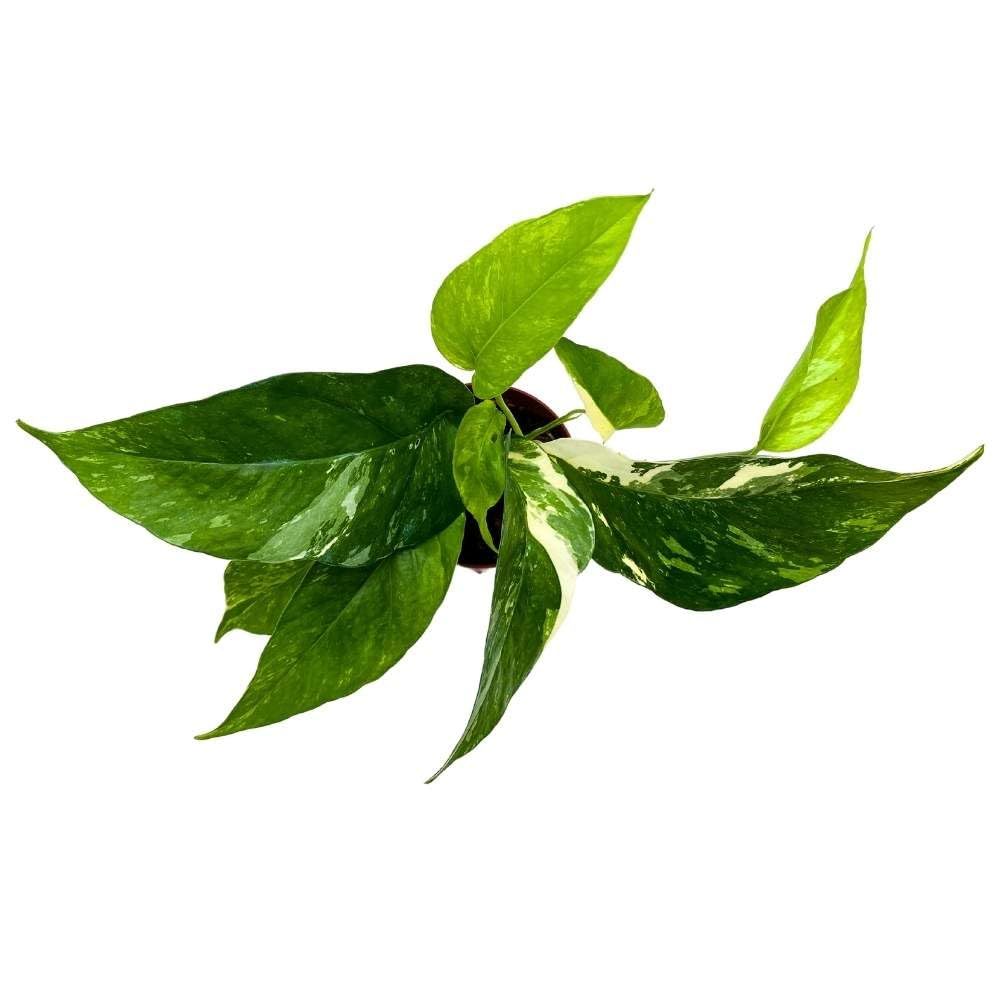 Epipremnum Albo Variegated Pothos, 4 inch, Rare Albo marginata Large ...