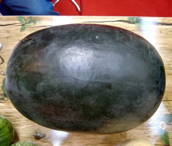 Black Skin Long Red Watermelon 60 PCS Seeds - Home & Garden