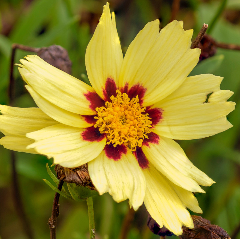 SMX 1 000 Uptick Cream Coreopsis Seeds Coreopsis Tinctoria Annual ...