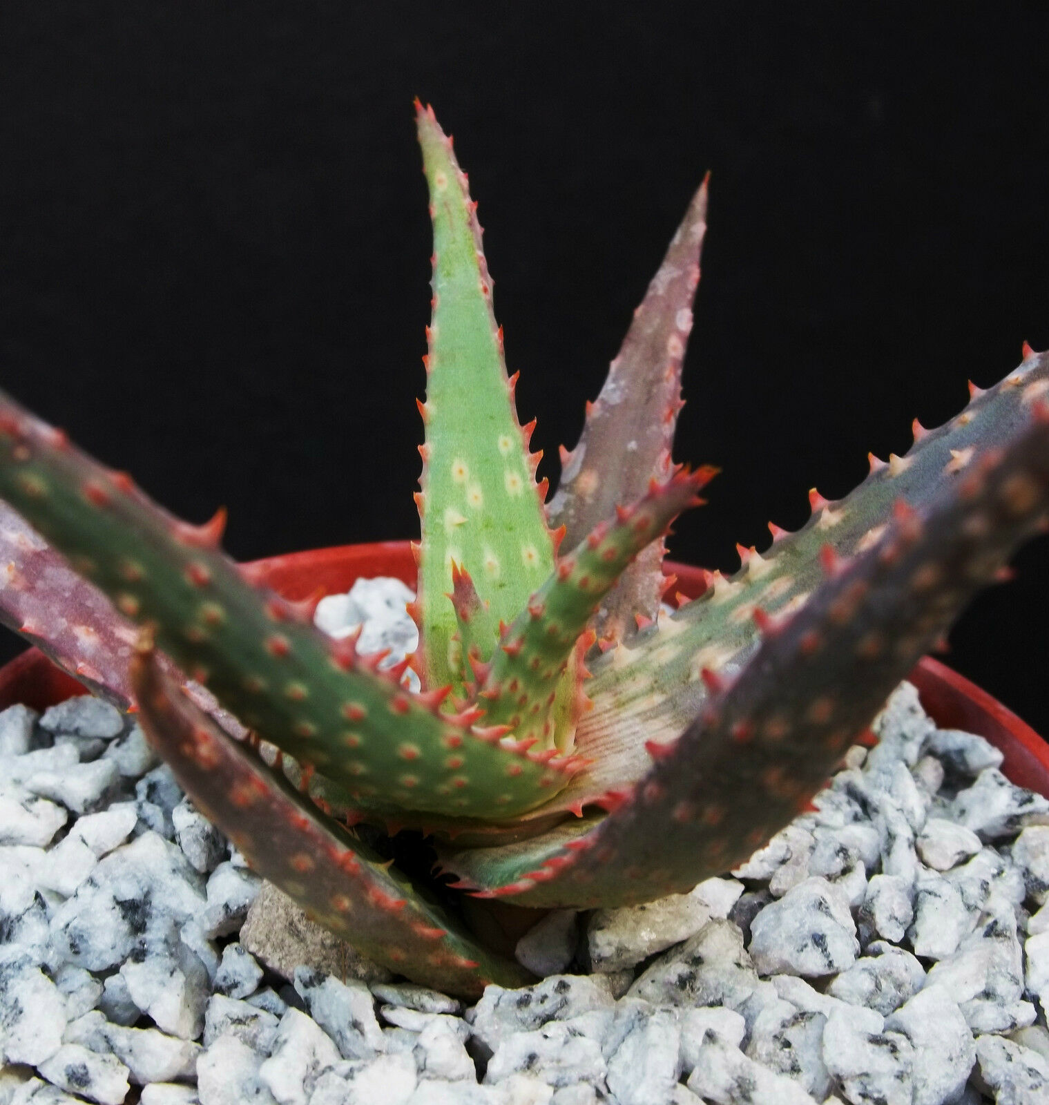 Aloe cultivar FANG, exotic hybrid rare color succulent cactus cacti ...