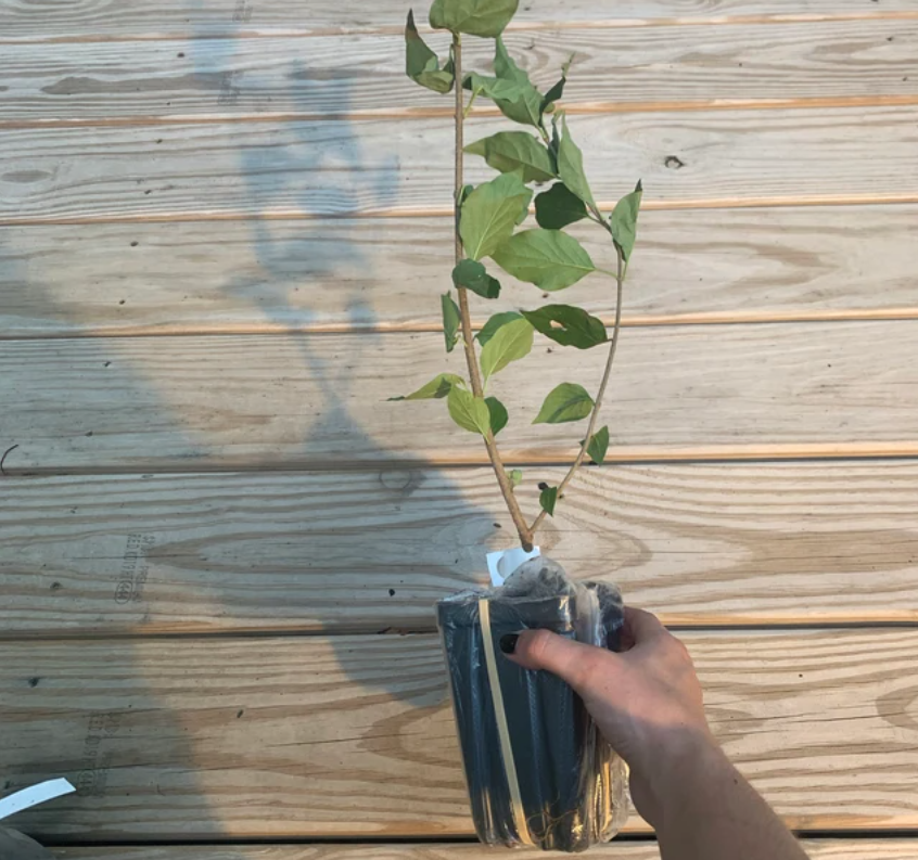 Live Potted Plant - Miss Kim Lilac Shrub/Bush/Hedge - 6-12" Tall ...