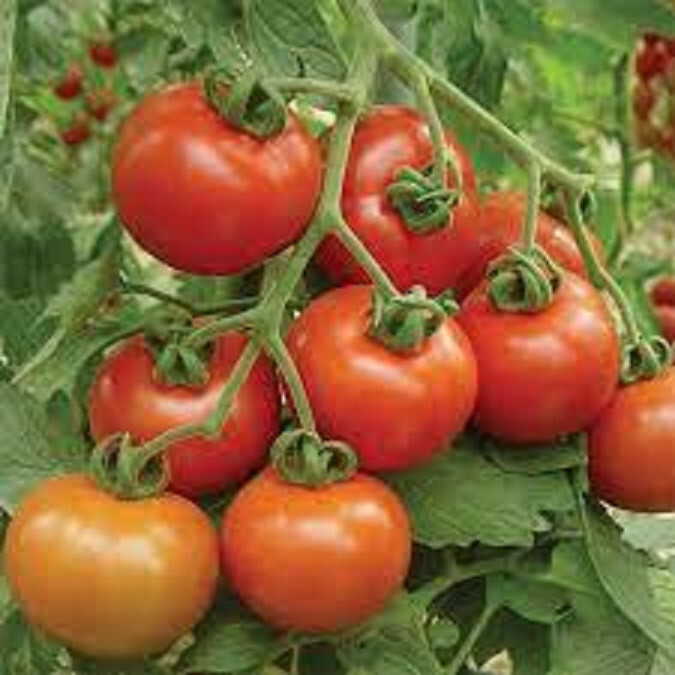 AD 50 Seeds Cluster Grande Tomato Juicy Tomatoe Vegetable Edible Food ...