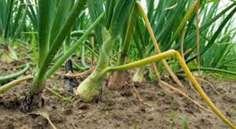 KKG Onion Texas Early Grano 25 Seeds Short Day Vidiala Type Fresh ...