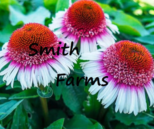 SKM 25 Seeds Strawberry & Cream Coneflower Seeds Echinacea Flower ...
