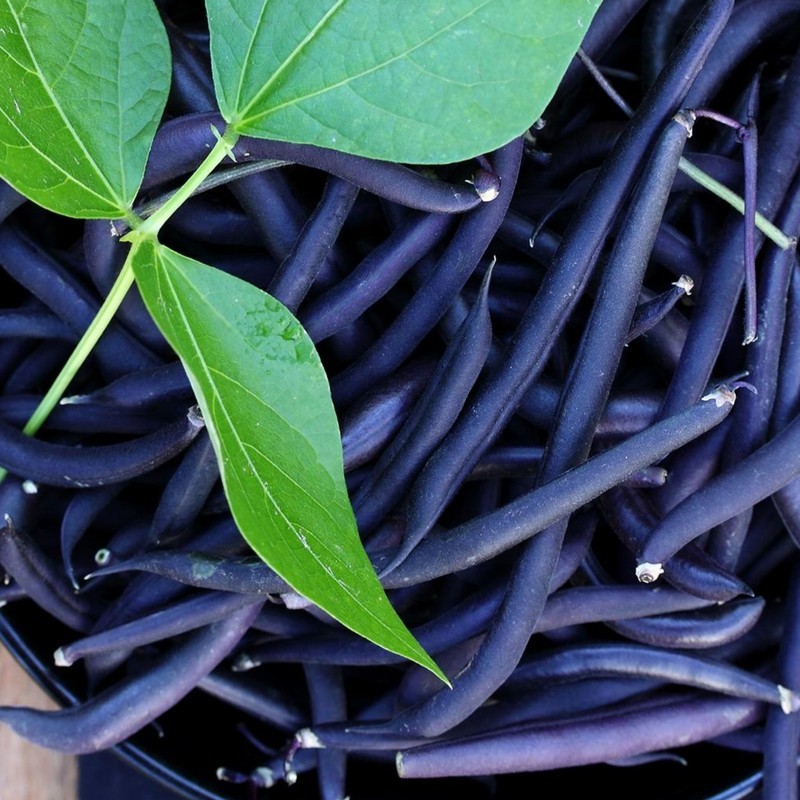 MBK Purple Green Beans Seeds Seeds Bean Seeds Fast Ship - Seeds & Bulbs