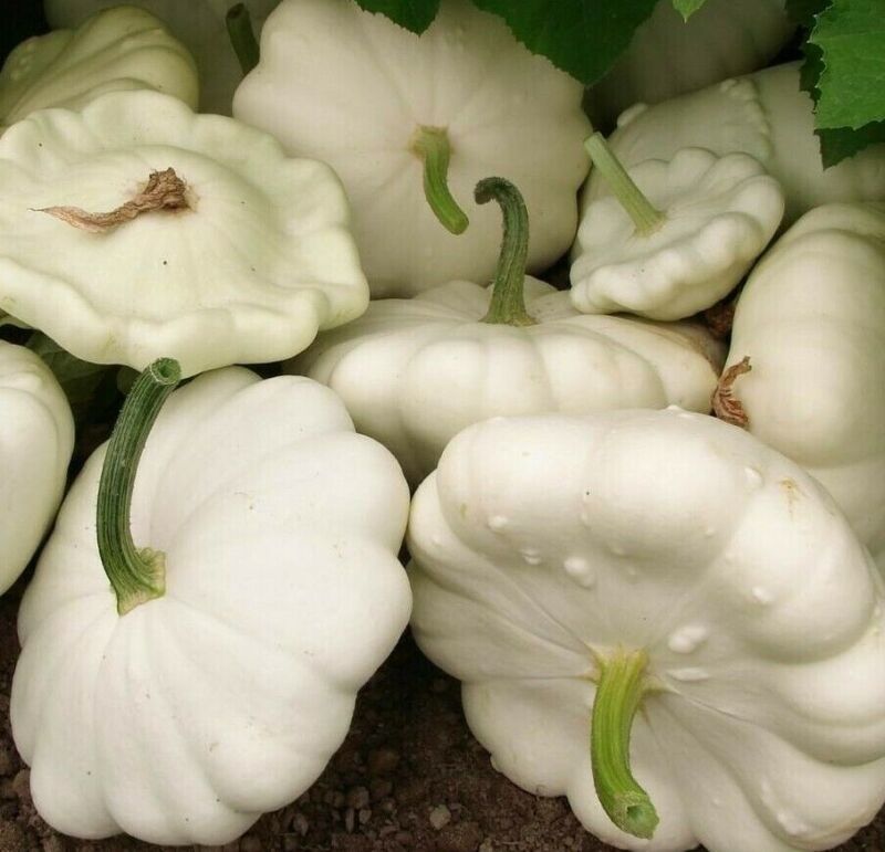 LD White Bush Scallop Squash Seeds 25 Summer Squash Pattypan Fast ...
