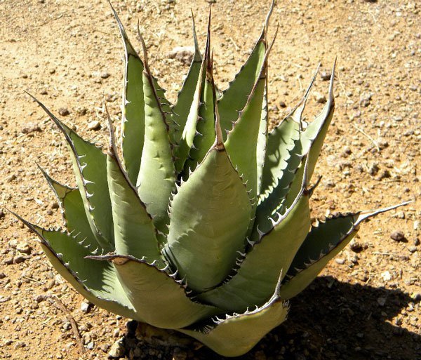 10 seeds Agave cerulata subsp. cerulata Succulents Garden Plants ...