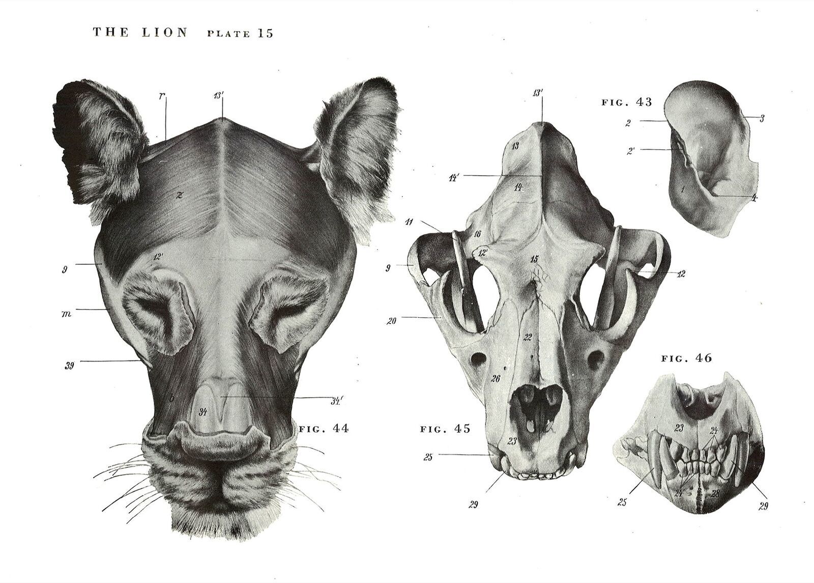 4095.Lion plate 15 anatomical diagrams.POSTER.Home School Office art ...
