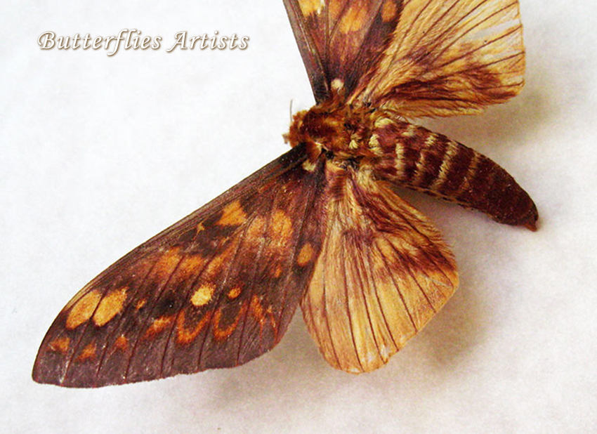 Real Large Saturn Moth Citheronia Andina Framed Entomology Collectible ...
