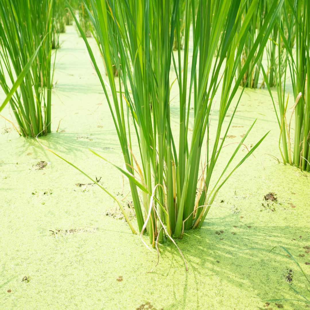 Zizania Latifolia Aquatic vegetables Planting Seasons 100 PCS Seeds ...