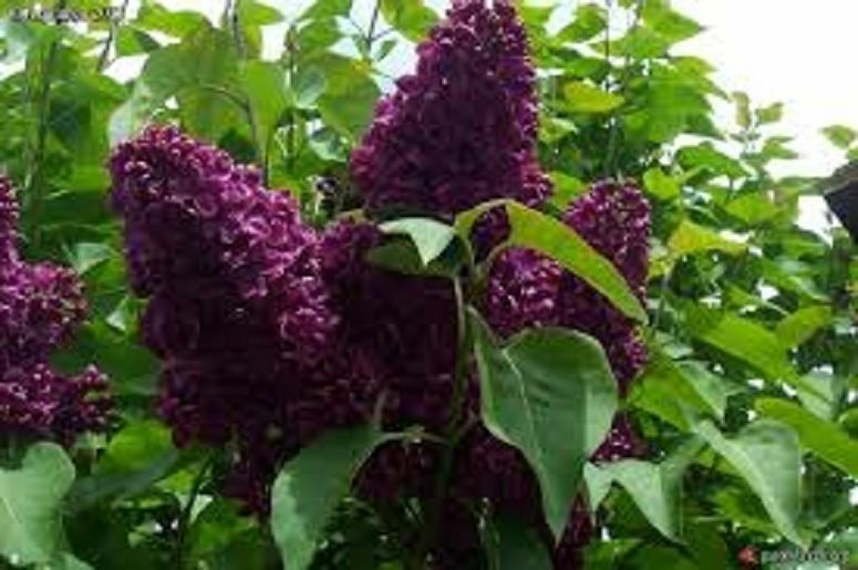 Syringa Monge Lilac Fragrant Plant Approx 5 7 Inch Fresh Gardening ...