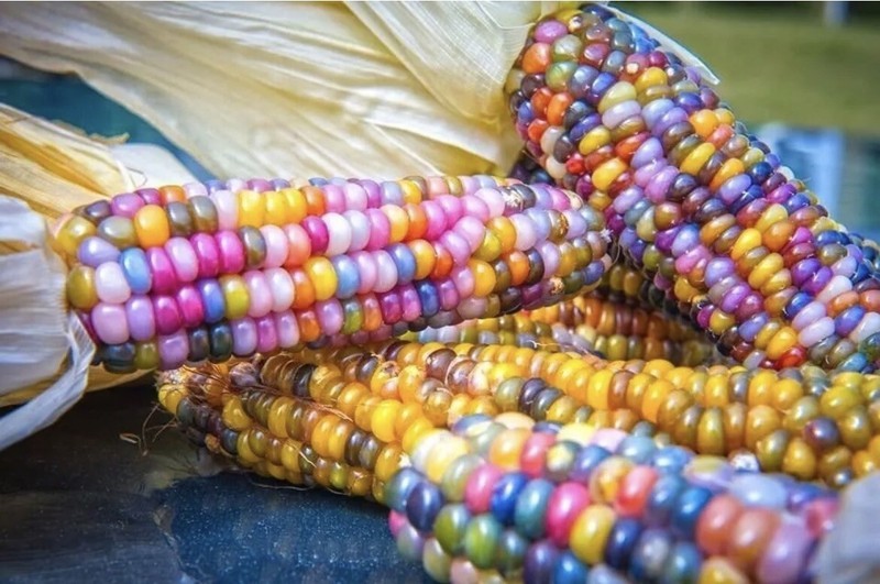 BS 25 Seeds Beautiful Translucent Glass Gem Corn Seed Fast Grow - Seeds ...