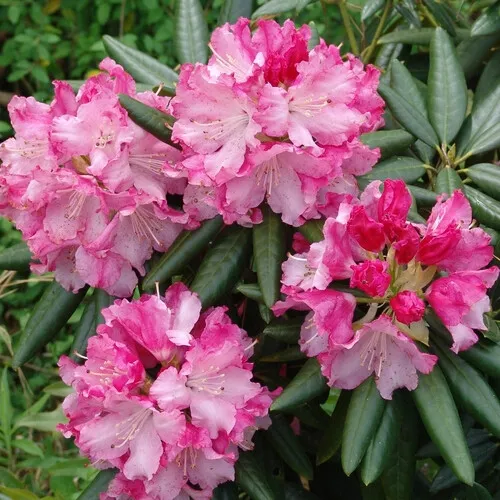 Dandy Man Color Wheel Azalea Rhododendron Starter Plant 3 Colors 1 ...