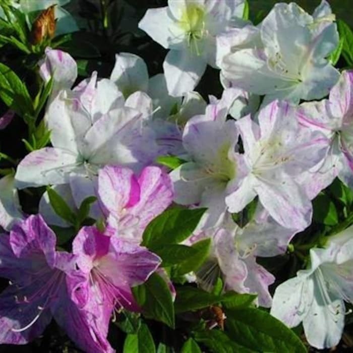 Audrey Marie Azalea Rhododendron Starter Plant White With Purple ...