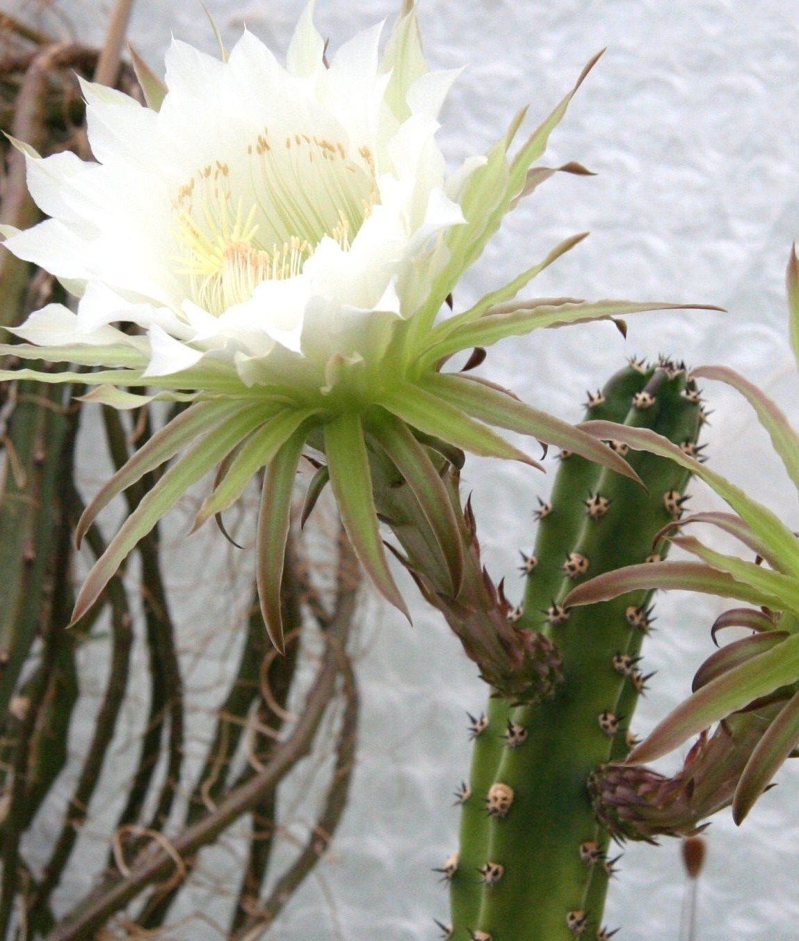 Harrisia jusbertii, night blooming cereus rare Eriocereus cactus seed ...